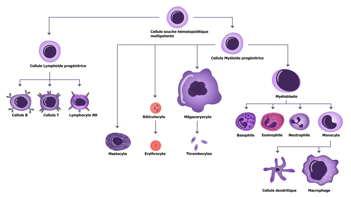 Polynucléaire basophile et mastocyte - UE2 - Histologie - Tutorat ...